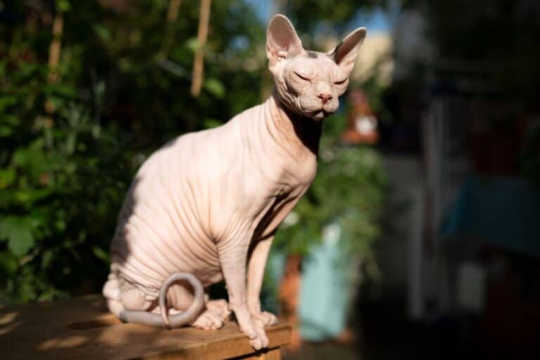 14 Random Examples of Bald & Hairless Animals - Wildlife Informer