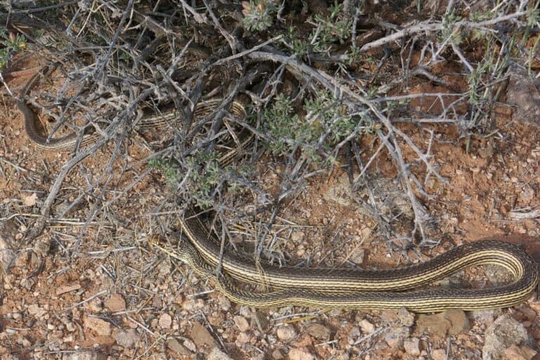 18 Species of Snakes With Stripes (Pictures) - Wildlife Informer