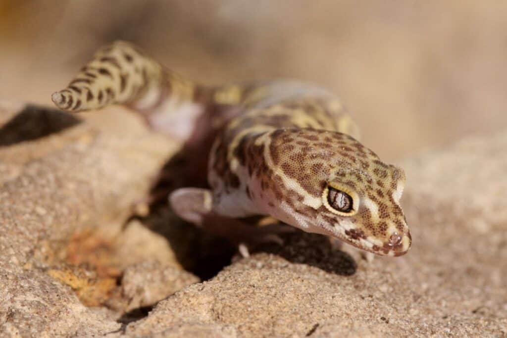 20 Species of Lizards in Texas (With Pictures) - Wildlife Informer