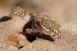 20 Species of Lizards in Texas (With Pictures) - Wildlife Informer