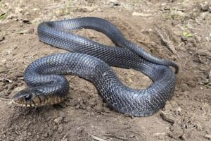 12 Black Snakes in Texas (With Pictures) - Wildlife Informer