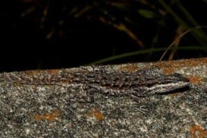 20 Species of Lizards in Texas (With Pictures) - Wildlife Informer