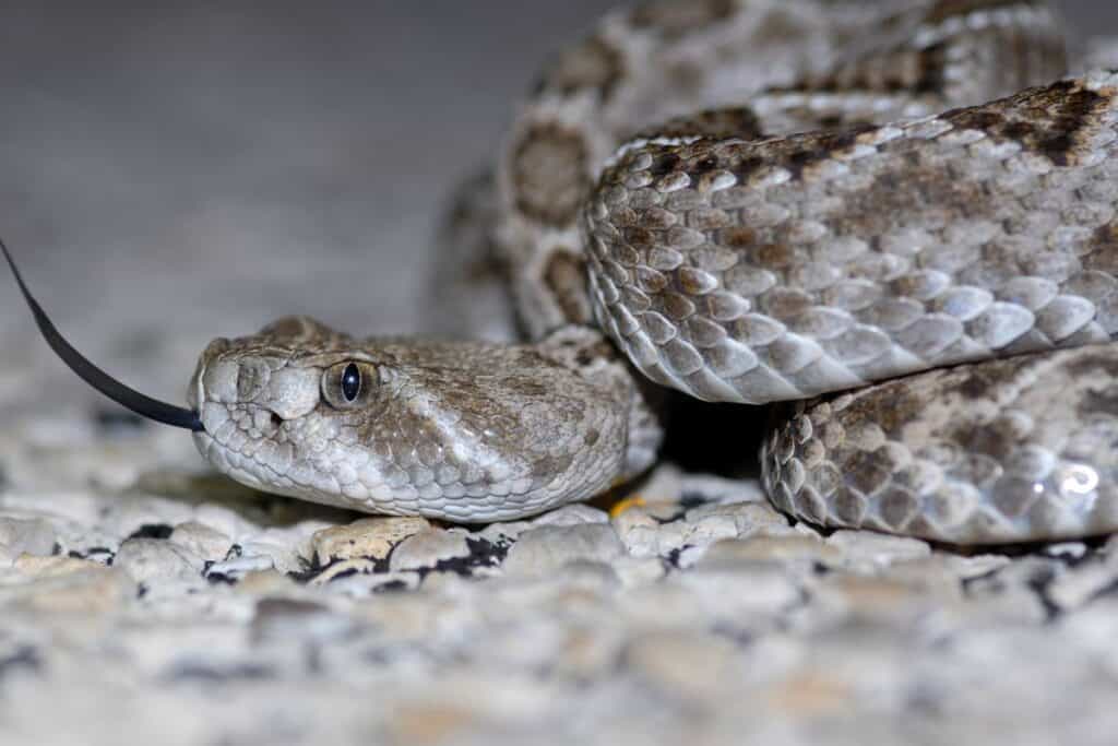 13 Species of Snakes With Diamond Patterns - Wildlife Informer