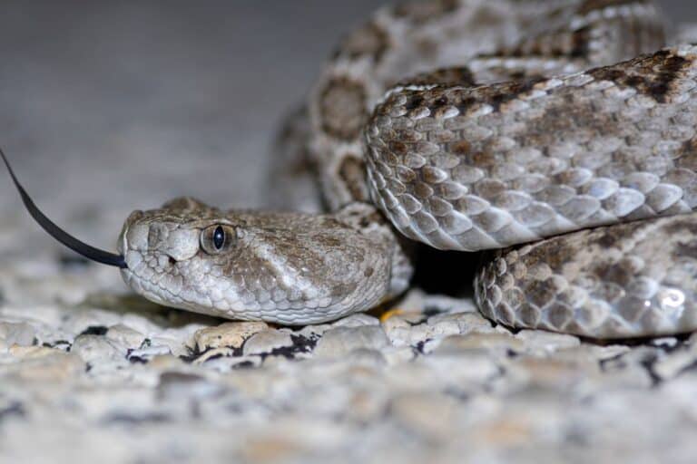 13 Species of Snakes With Diamond Patterns - Wildlife Informer