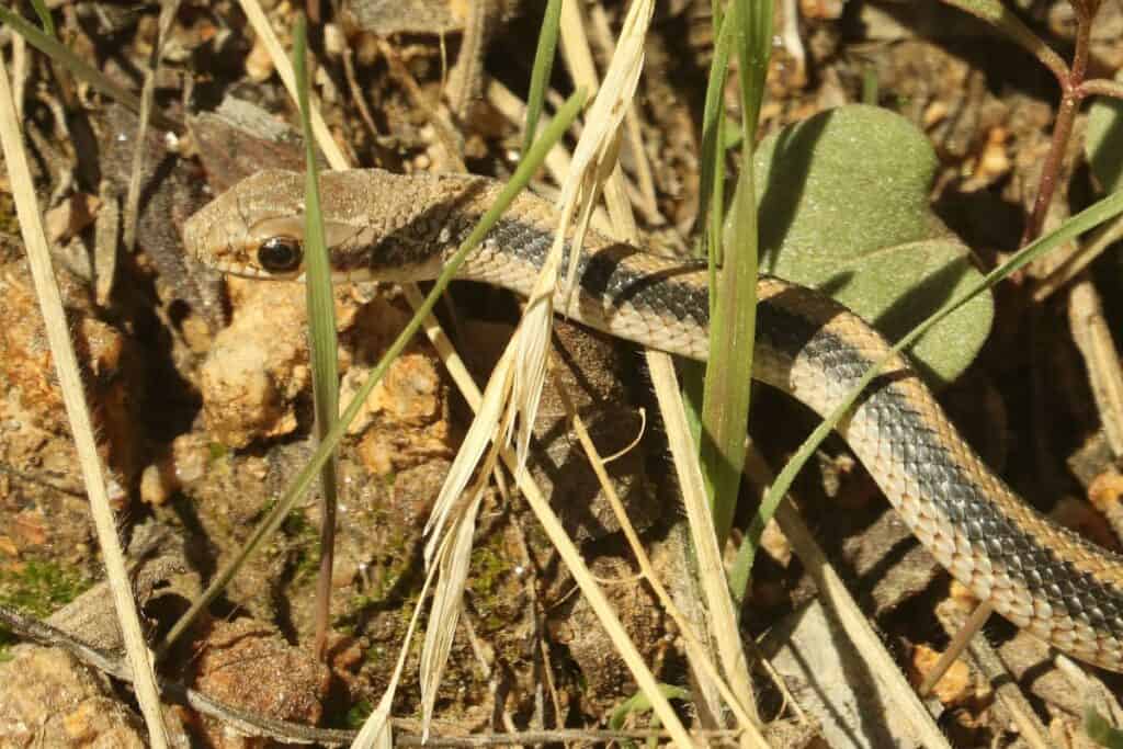 18 Species of Snakes With Stripes (Pictures) - Wildlife Informer