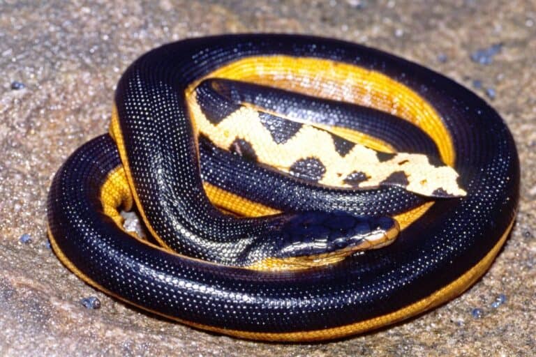8 Black Snakes With Yellow Belly (Pictures) - Wildlife Informer