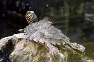 22 Types of Turtles in Alabama (Pictures) - Wildlife Informer