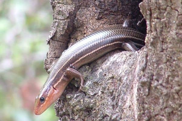 Take a Look at 8 Skinks in Texas (Pictures) - Wildlife Informer