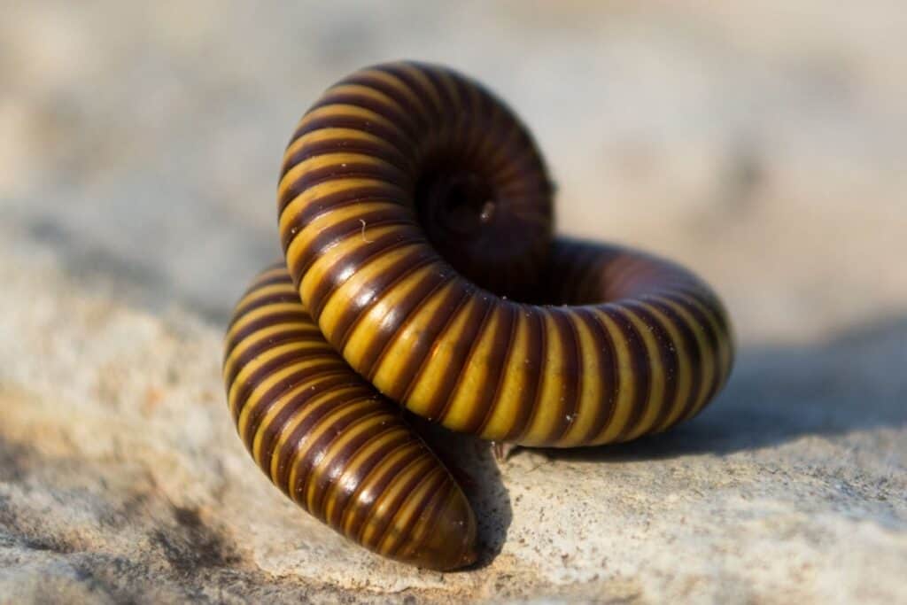 5 Types of Millipedes in Texas (Pictures) - Wildlife Informer