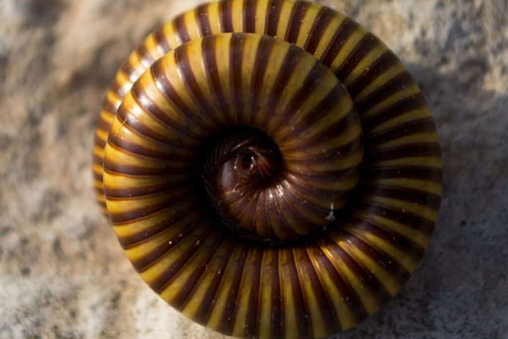 5 Types of Millipedes in Texas (Pictures) - Wildlife Informer