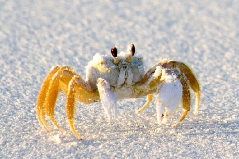 12 Types of Crabs in California (With Pictures) - Wildlife Informer