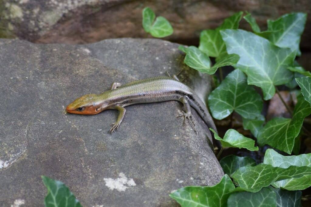 6 Species of Skinks You Can Find in South Carolina - Wildlife Informer