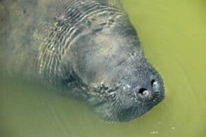The 10 Official Florida State Animals (Pictures) - Wildlife Informer
