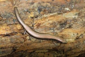Take a Look at 8 Skinks in Texas (Pictures) - Wildlife Informer