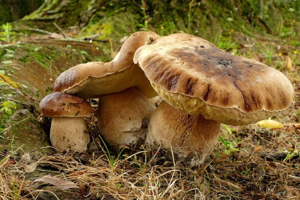 13 Types of Mushrooms in Florida (Photos) - Wildlife Informer