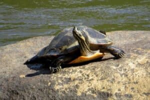 12 Species of Turtles in Indiana (With Pictures) - Wildlife Informer