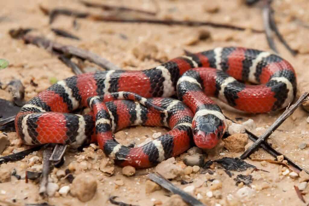 10 Species of Red Snakes in Florida (Pictures) - Wildlife Informer
