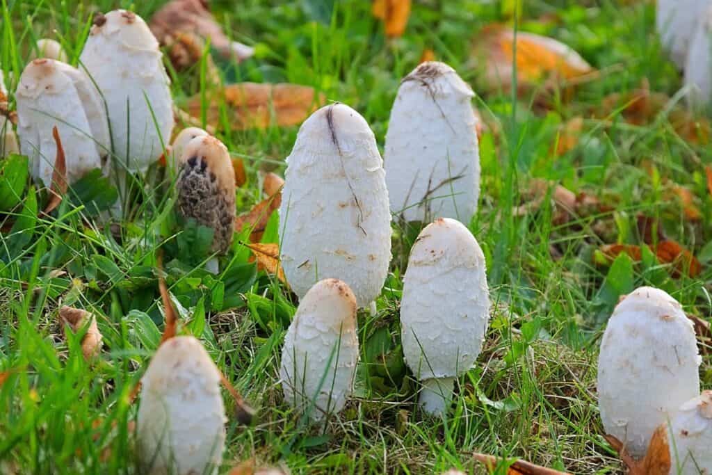 12 Types of Mushrooms in Pennsylvania - Wildlife Informer