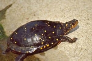12 Species of Turtles in Indiana (With Pictures) - Wildlife Informer