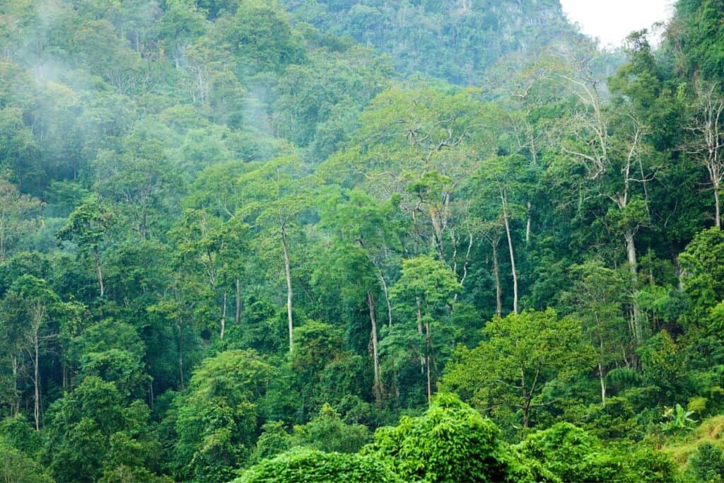 5 Types of Forest Ecosystems (With Pictures) - Wildlife Informer