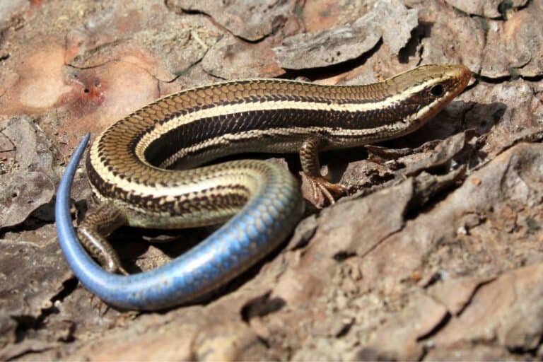 3 Species of Skinks in California (Pictures) - Wildlife Informer