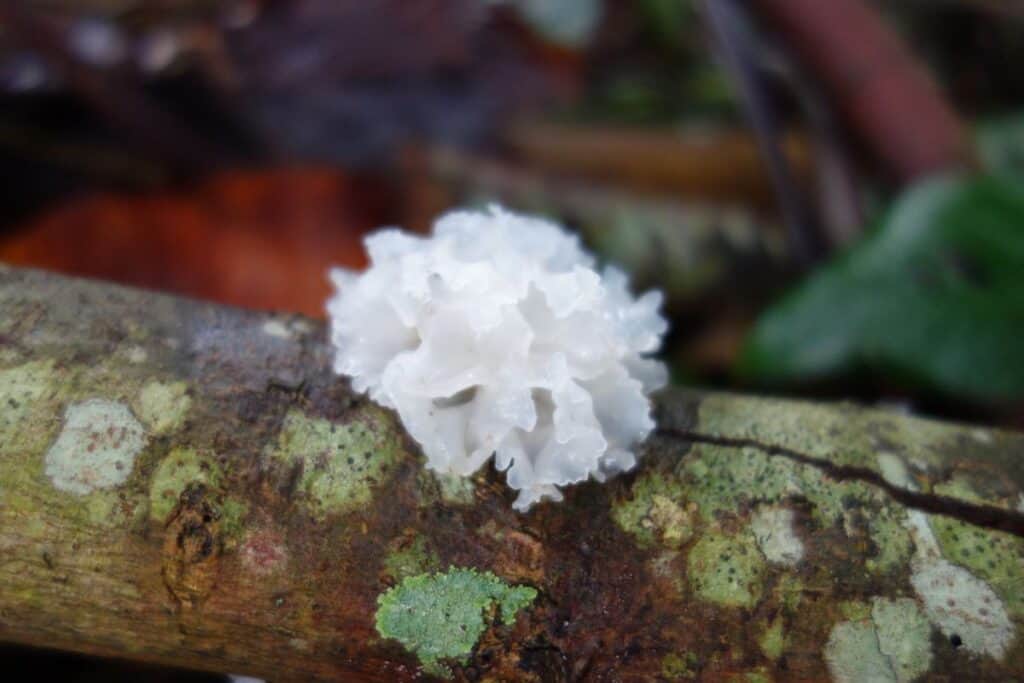 13 Types of Mushrooms in Texas (Pictures) - Wildlife Informer