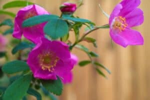 13 Types of Wildflowers in Alaska (Pictures) - Wildlife Informer