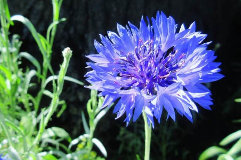 20 Types of Wildflowers (With Pictures) - Wildlife Informer