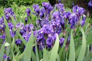 13 Wildflowers in Maine (with Photos) - Wildlife Informer