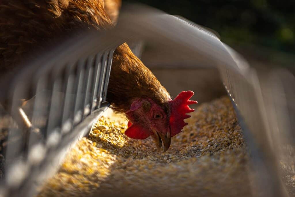12 Examples of Animals that Eat Corn - Wildlife Informer