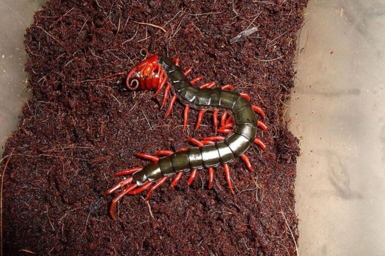 3 Centipedes in Hawaii - Wildlife Informer