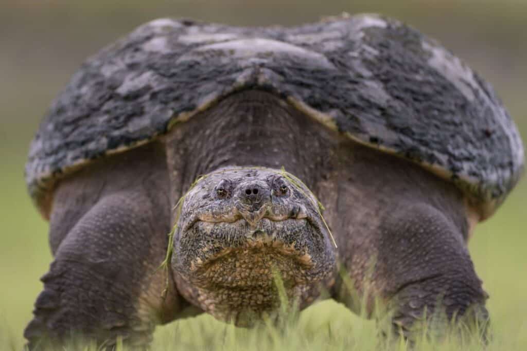 15 Species of Turtles in Arkansas (Pictures) - Wildlife Informer