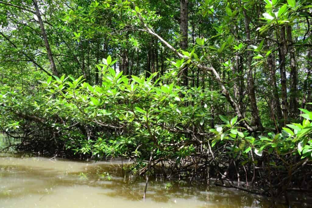 25 Examples of Aquatic Ecosystems - Wildlife Informer