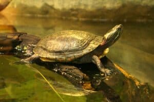 11 Awesome Types of Turtles In Ohio (Pictures) - Wildlife Informer