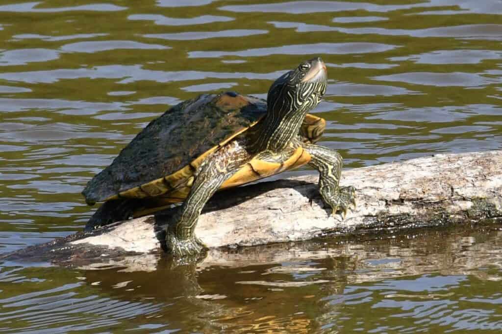 17 Unique Species of Turtles in Illinois (Photos) - Wildlife Informer