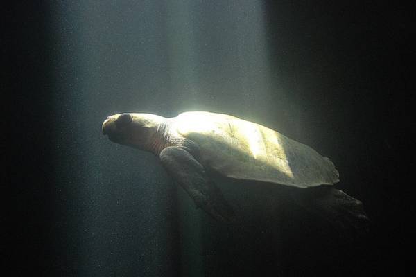 8 Species of Turtles in California (Photos) - Wildlife Informer
