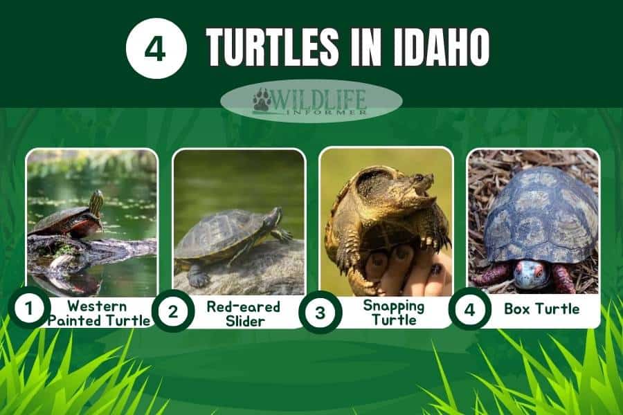 4 Types of Turtles in Idaho (With Pictures) - Wildlife Informer