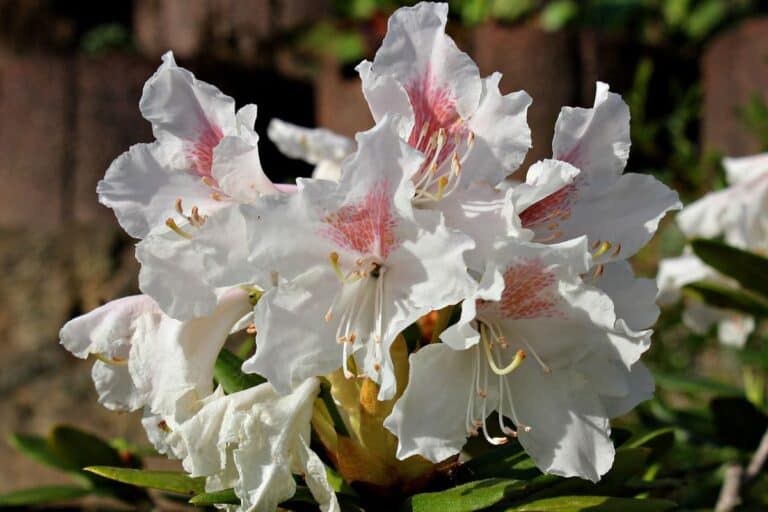 15 Wildflowers in West Virginia - Wildlife Informer