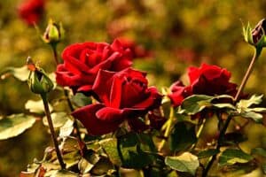 18 Examples of Thorny Plants (Pictures) - Wildlife Informer