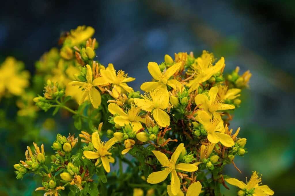 15 Wildflowers in Kansas (with Photos) - Wildlife Informer