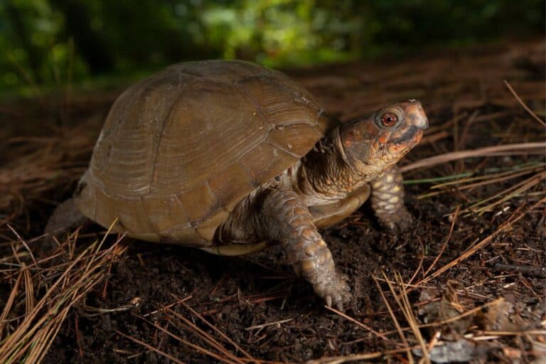 17 Species of Turtles in Oklahoma (Pictures) - Wildlife Informer