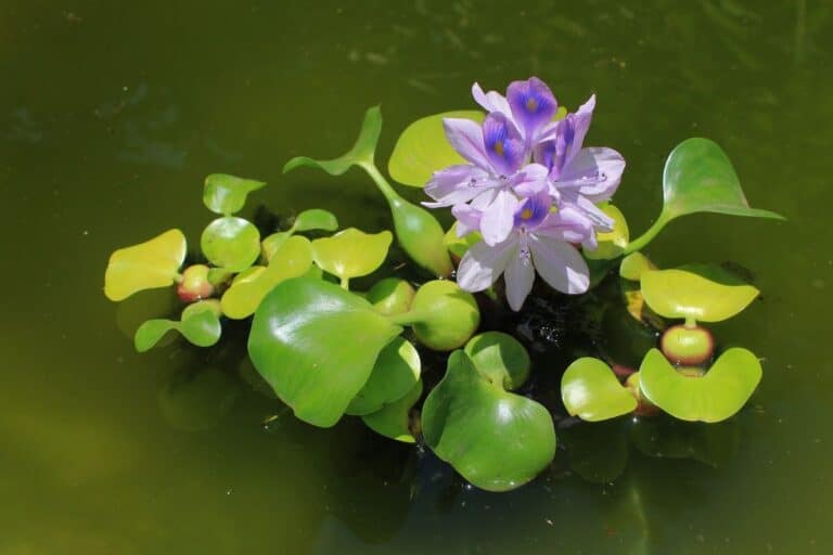 19 Examples of Aquatic Plants (Pictures) - Wildlife Informer