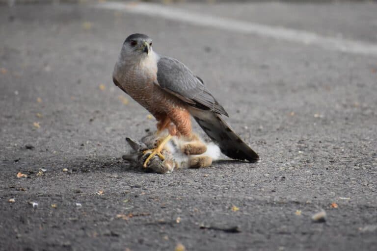 16 Examples of Rabbit Predators (Pictures) - Wildlife Informer