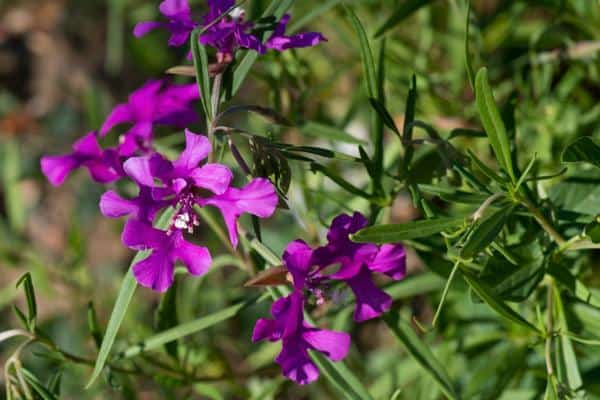 20 Types of Wildflowers Found in Idaho - Wildlife Informer