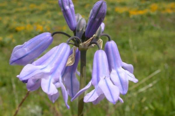 20 Types of Wildflowers Found in Idaho - Wildlife Informer