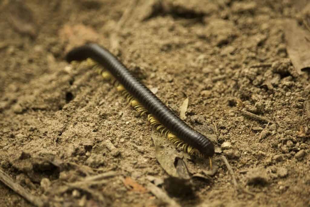 Centipedes Vs Millipedes (13 Differences) - Wildlife Informer