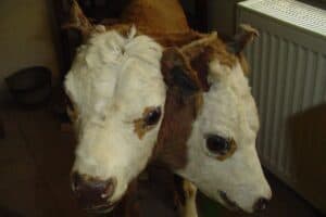 Animals With Two Heads (Polycephaly) - Wildlife Informer