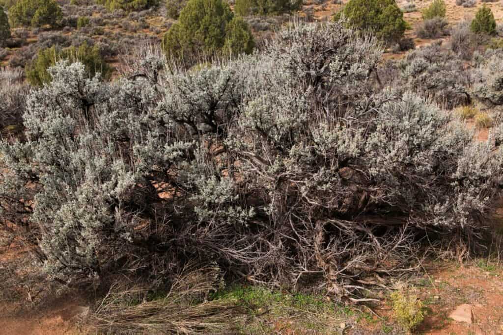 11 Species of Wildflowers in Nevada (Photos) - Wildlife Informer