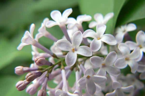 20 Types of Wildflowers Found in Idaho - Wildlife Informer