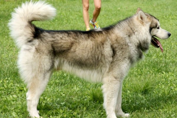 6 Alaska State Animals (with Photos) - Wildlife Informer